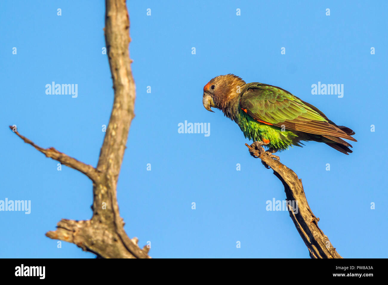 Cape Parrot in Kruger National park, South Africa ; Specie Poicephalus ...