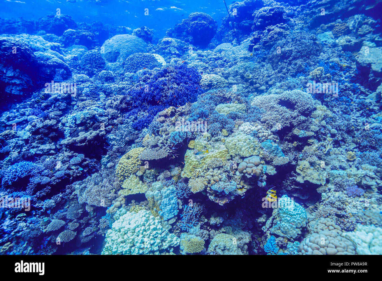landscape Coral Reef at the Red Sea Egypt Stock Photo - Alamy