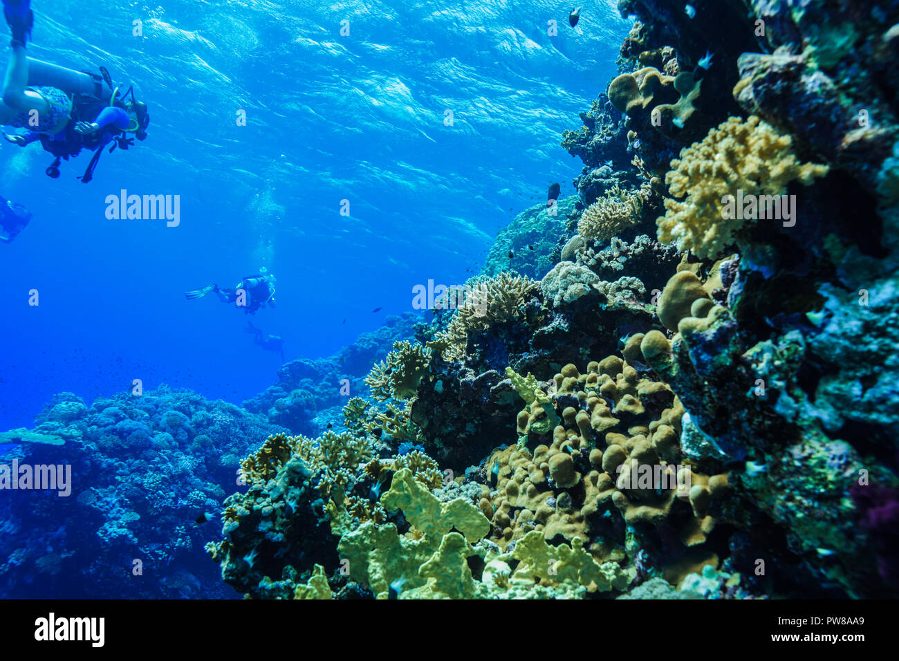 landscape Coral Reef at the Red Sea Egypt Stock Photo - Alamy