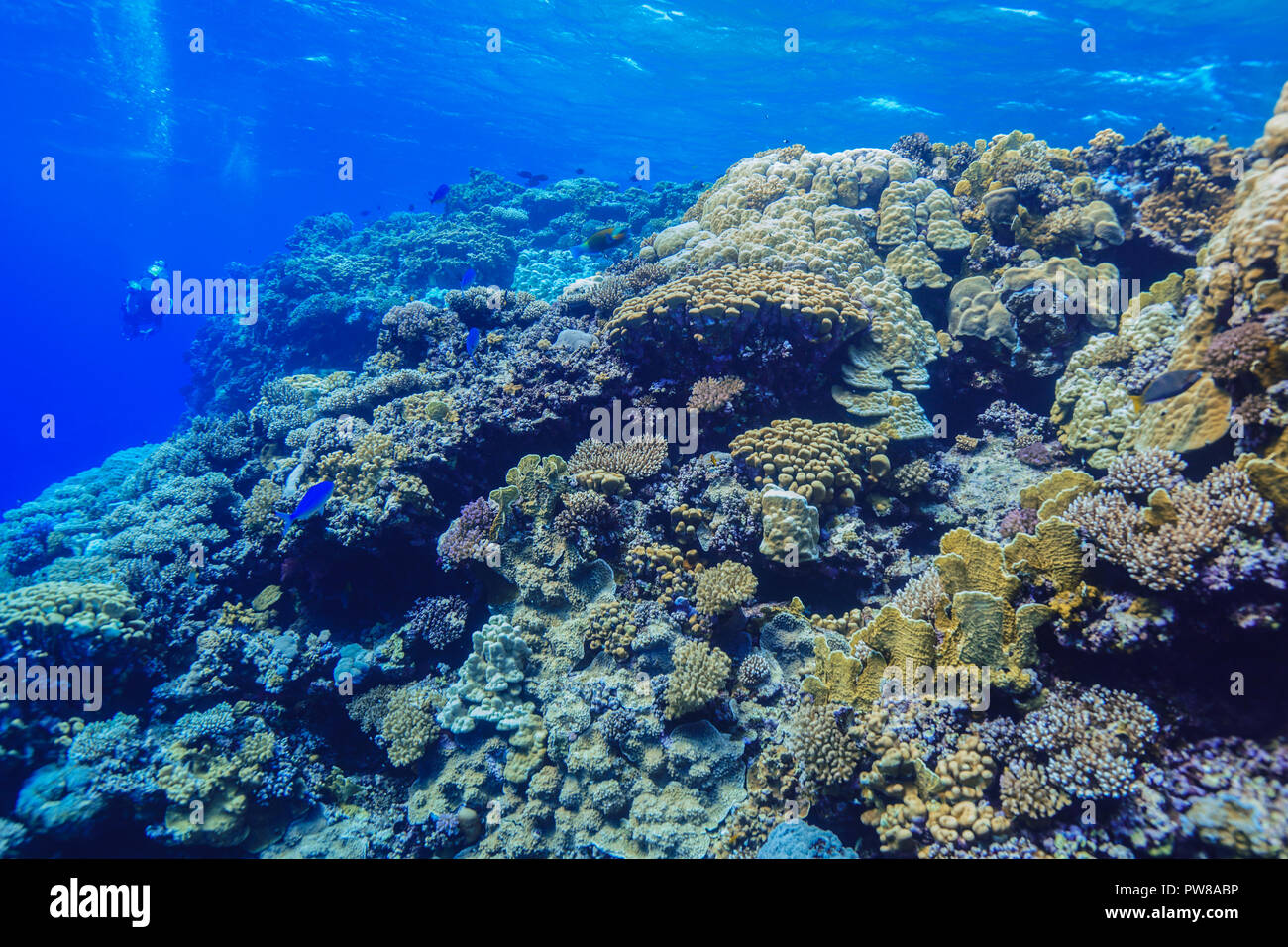 landscape Coral Reef at the Red Sea Egypt Stock Photo - Alamy