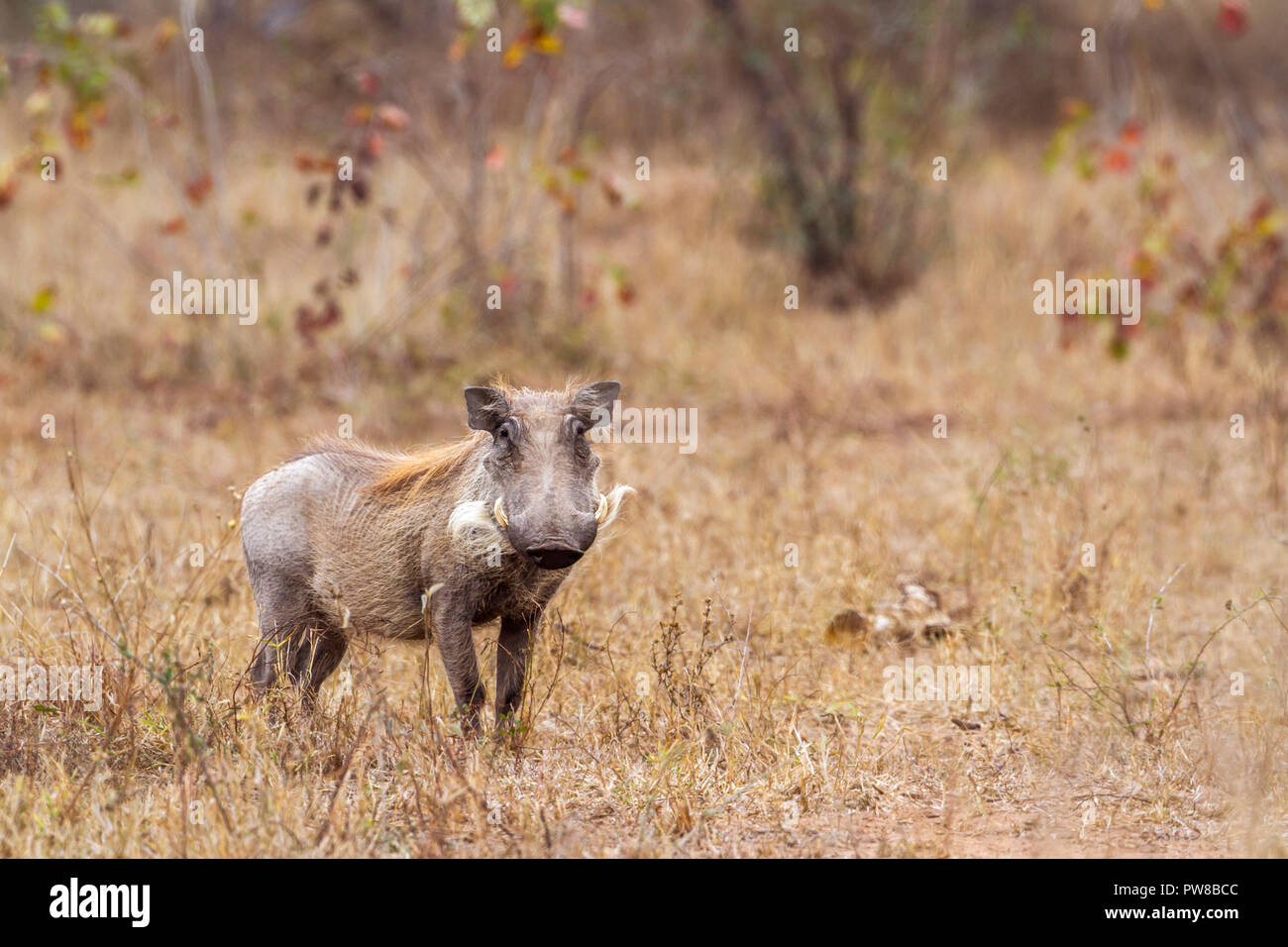 Warthog in kruger national park hi-res stock photography and images - Alamy