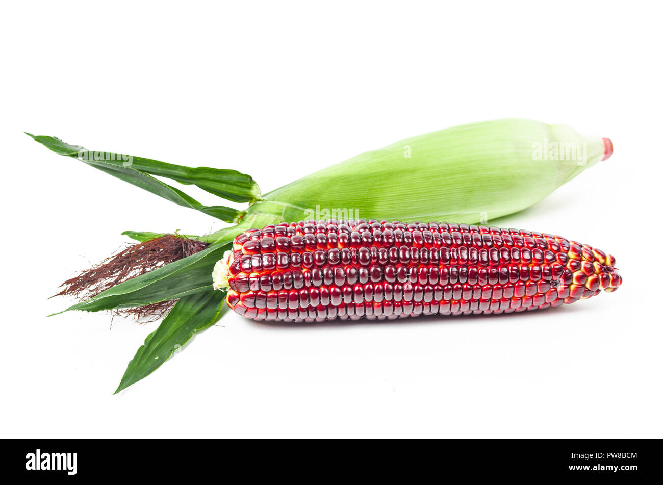 Fresh red corn isolated on white background Stock Photo - Alamy