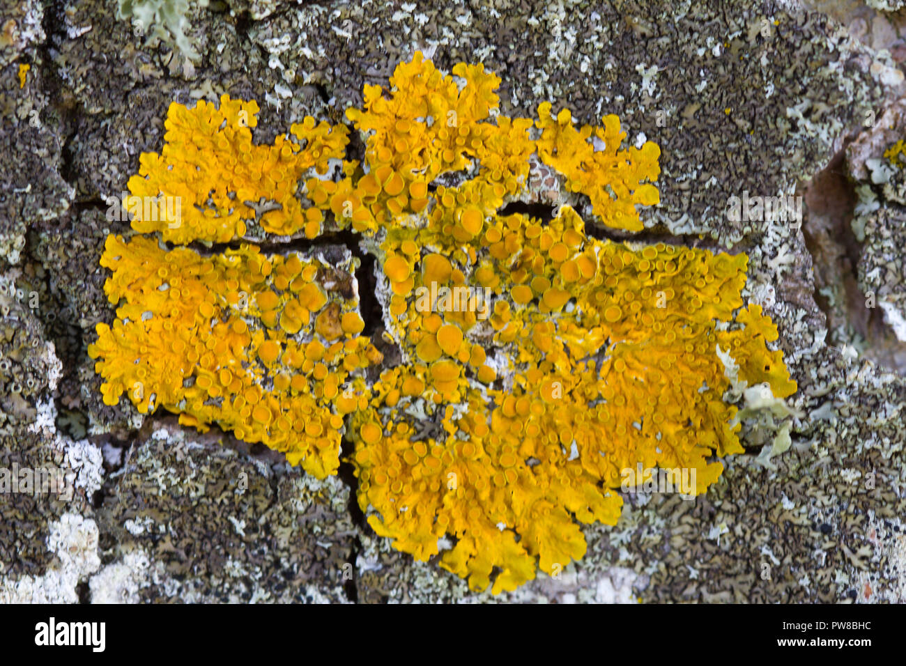 Lichen patterns on tree bark, Scotland Stock Photo - Alamy