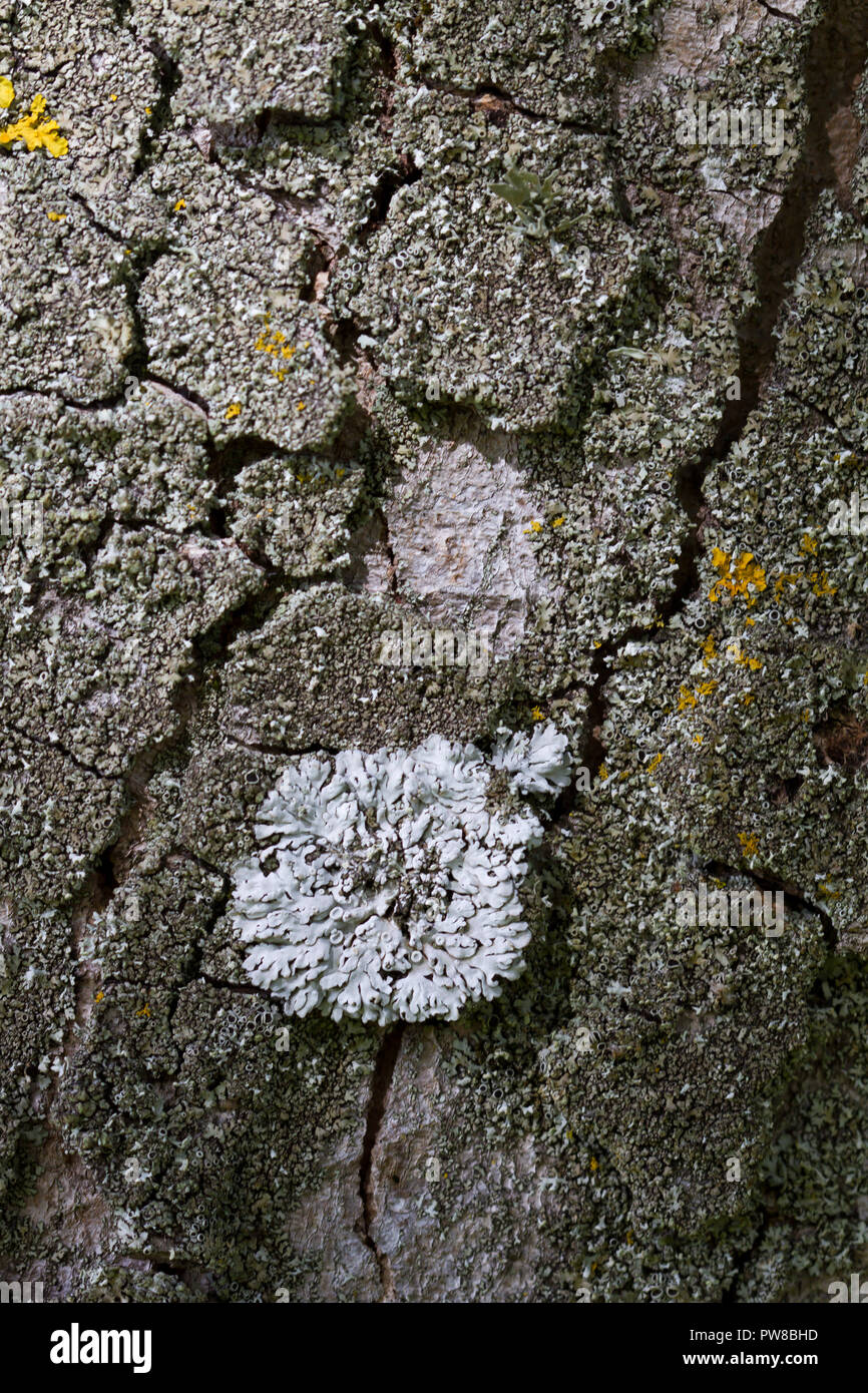 Lichen patterns on tree bark, Scotland Stock Photo - Alamy