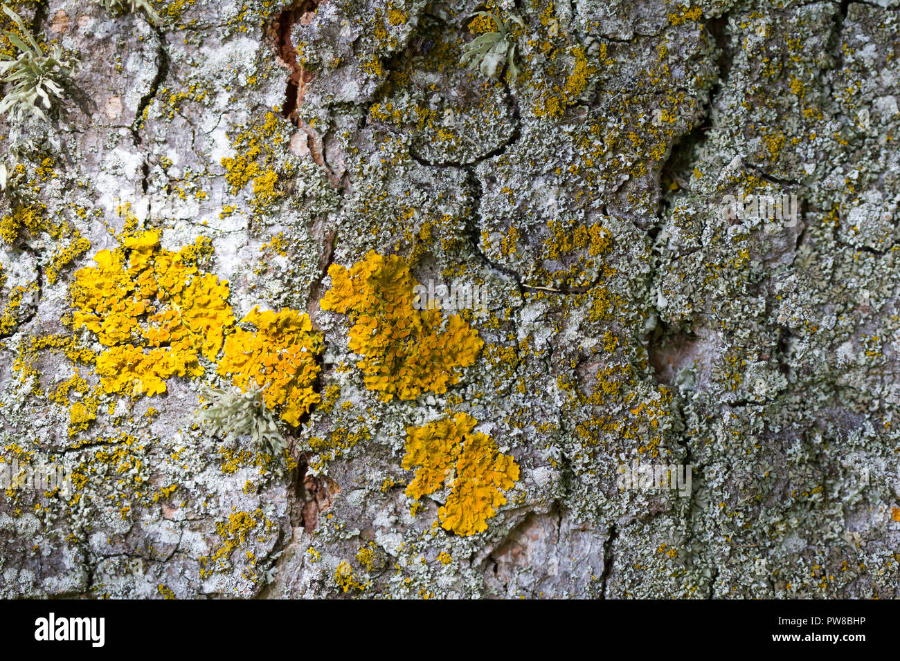 Lichen patterns on tree bark, Scotland Stock Photo - Alamy