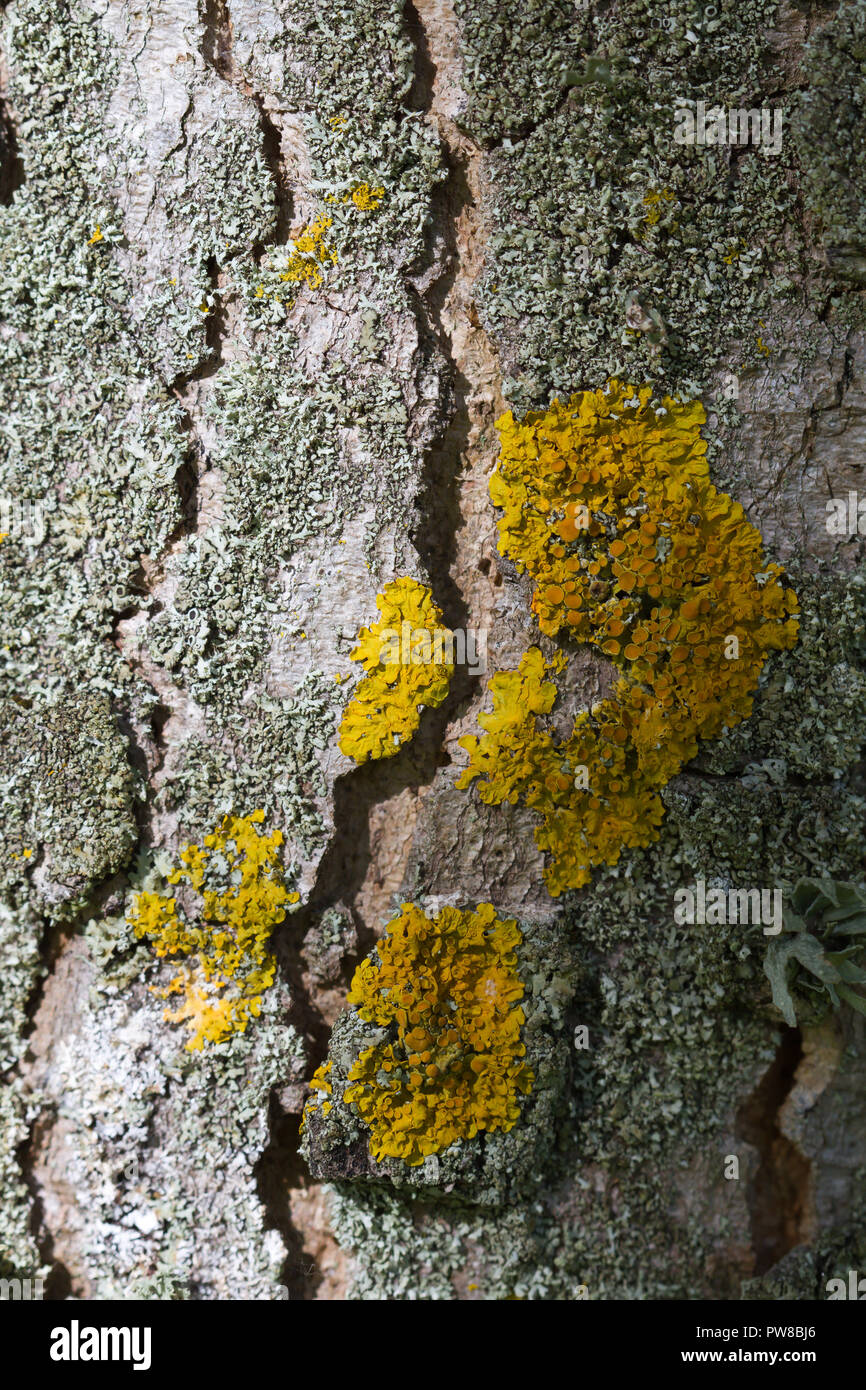 Lichen uk tree yellow hi-res stock photography and images - Alamy