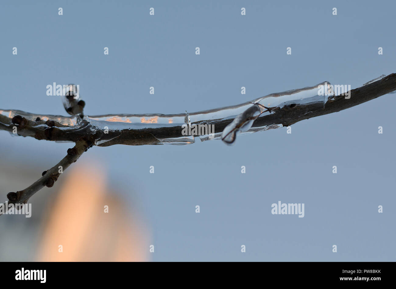 Frozen branch of tree outside in the fall Stock Photo - Alamy