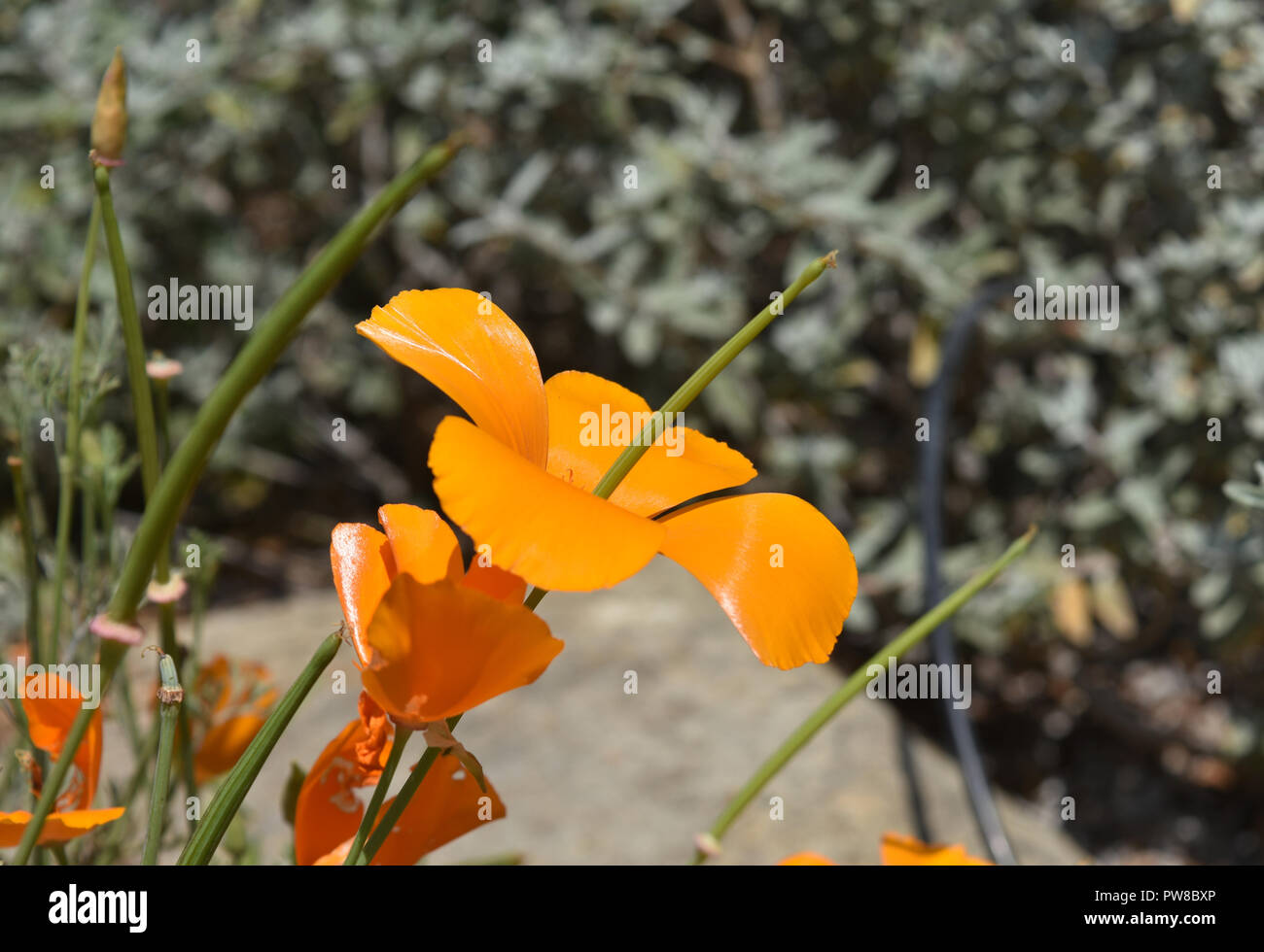Flowering California poppy flowers in a garden Stock Photo - Alamy