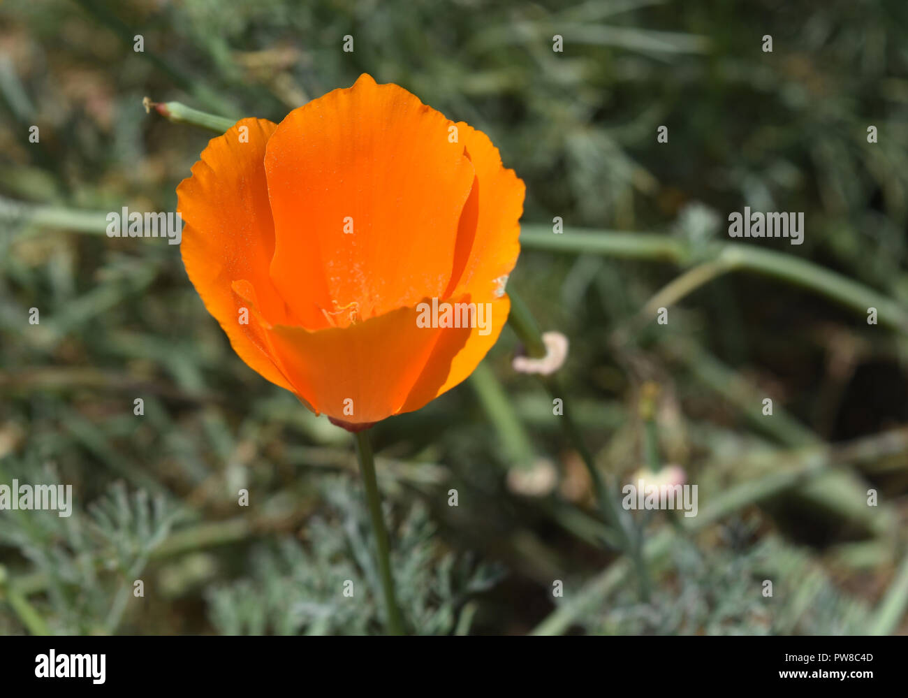 Garden with a lone California poppy flower Stock Photo - Alamy