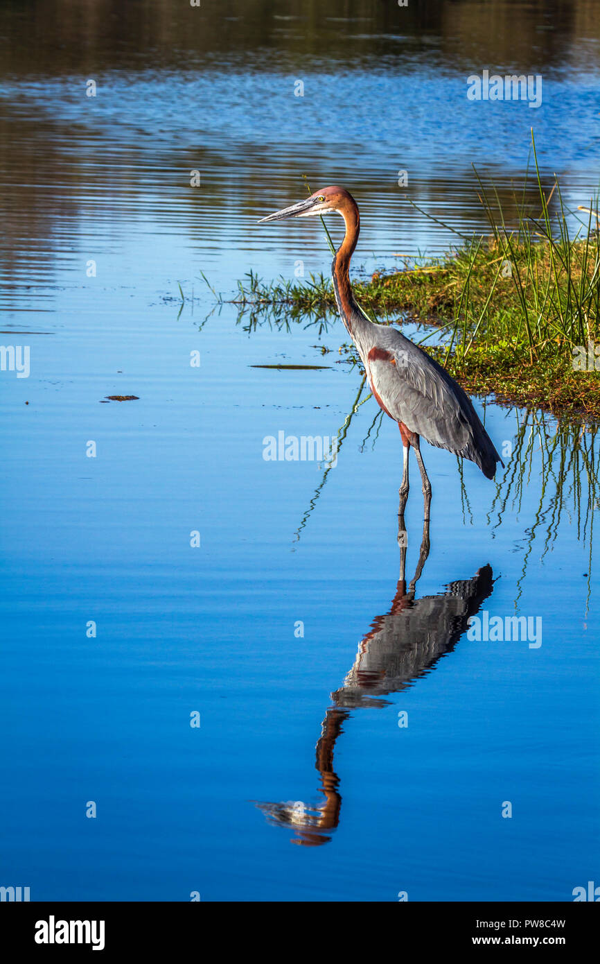 Goliath heron in Kruger National park, South Africa ; Specie Ardea ...