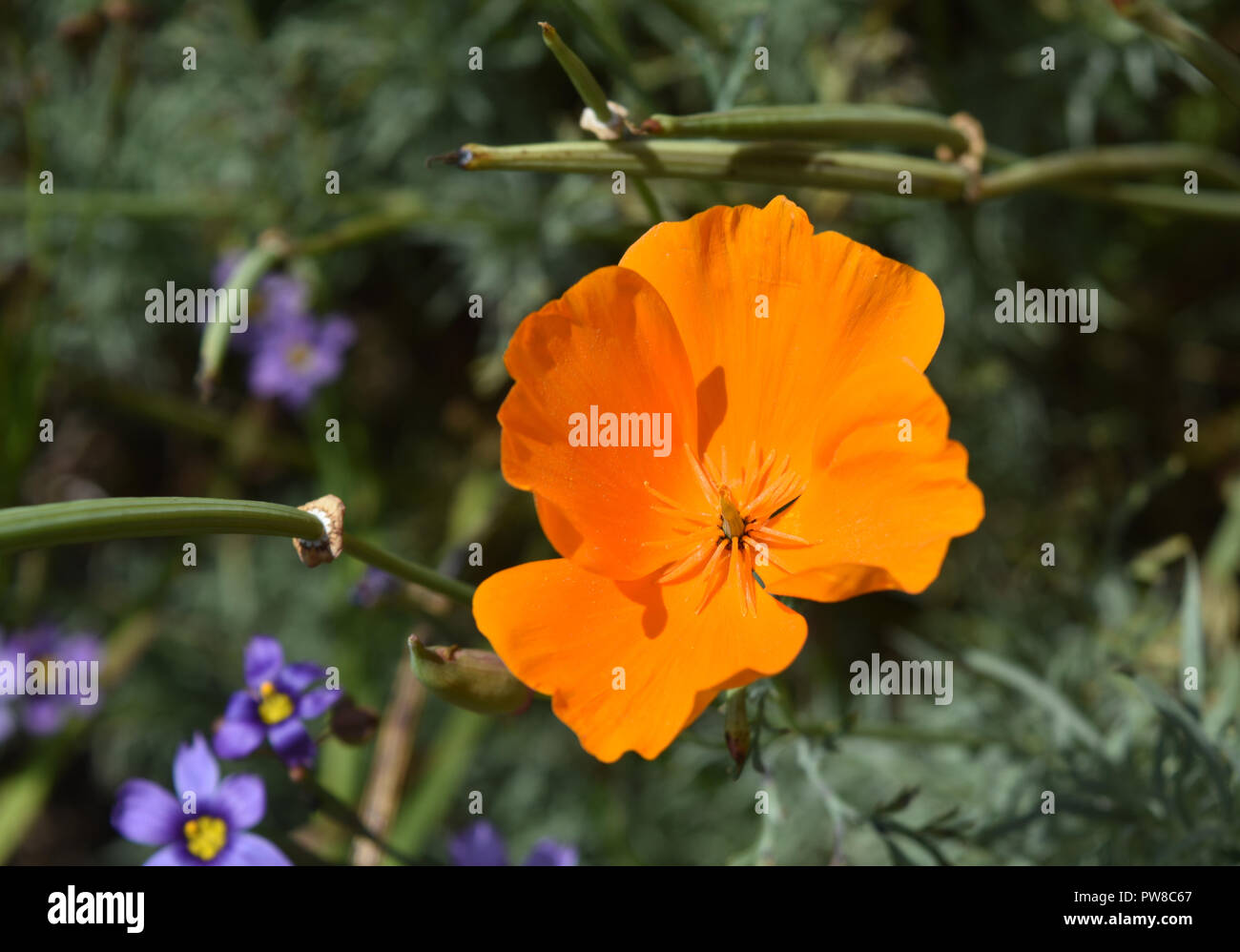 Santa Barbara Botanical Garden with an blooming orange poppy flower ...