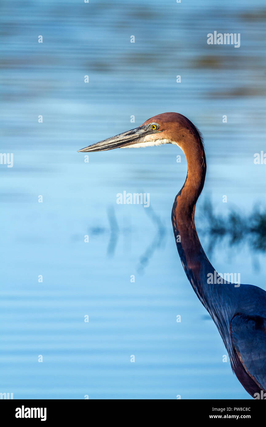 Goliath heron in Kruger National park, South Africa ; Specie Ardea ...