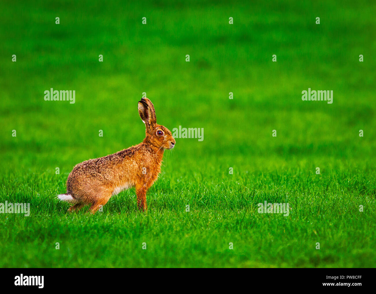 English countryside hare spring hi-res stock photography and images - Alamy