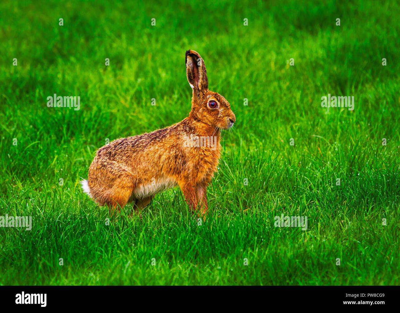 Spring Brown hare Scientific name: Lepus europaeus Stock Photo - Alamy