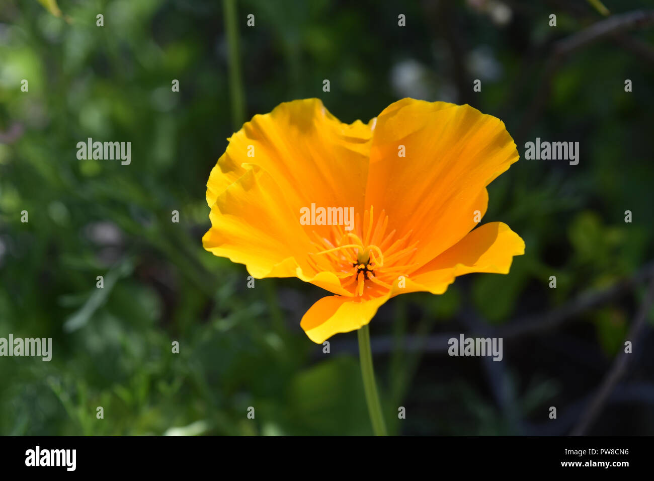 Solitary California poppy flower blossom in bloom Stock Photo - Alamy