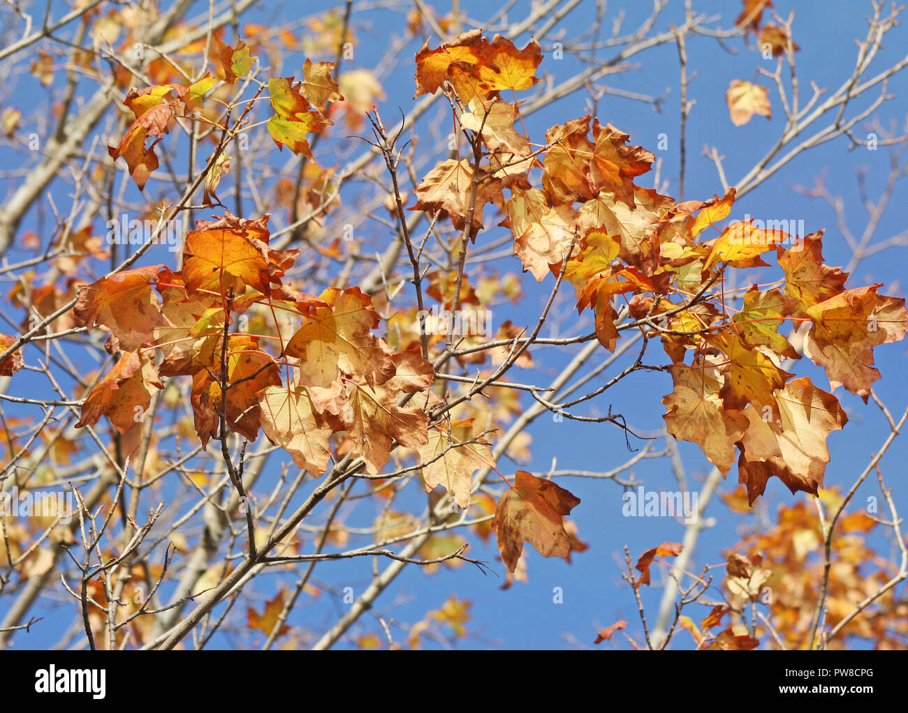 The last few leaves waiting to fall off a Maple Tree at the end of ...