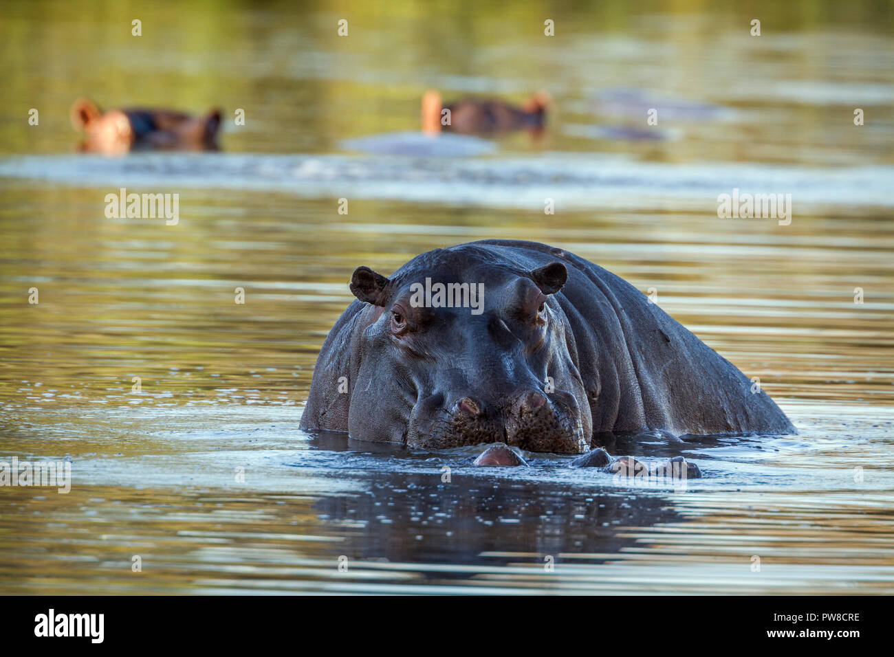 Hippo mating hi-res stock photography and images - Alamy