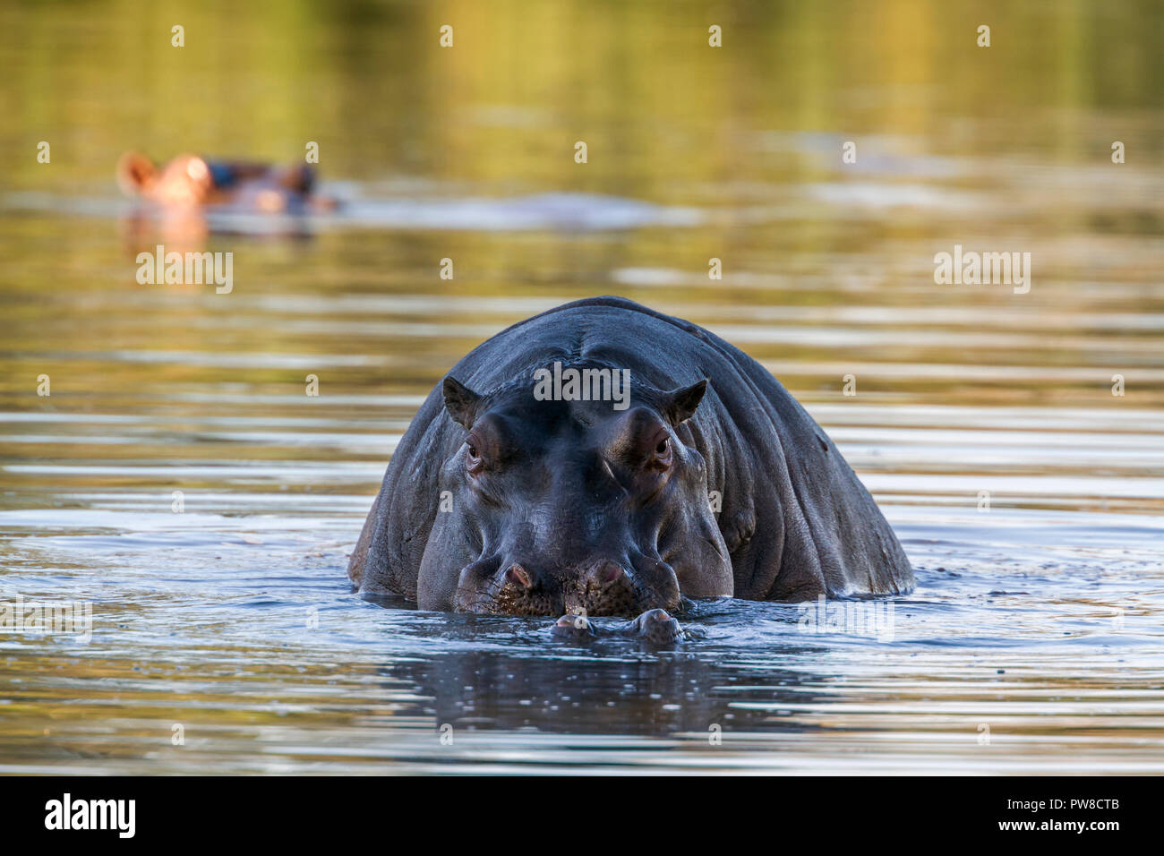 Hippo mating hi-res stock photography and images - Alamy