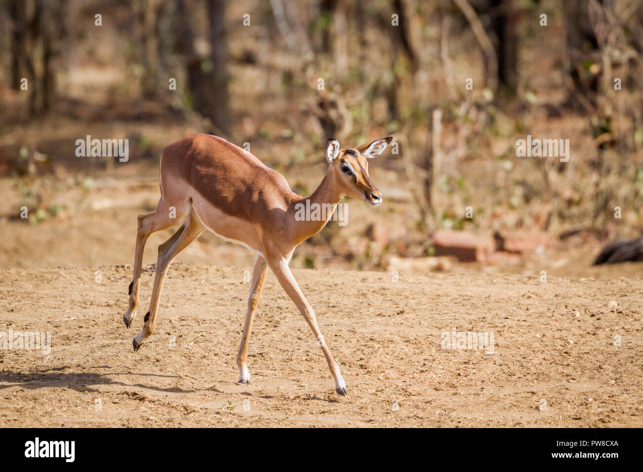 Jumping impala hi-res stock photography and images - Alamy