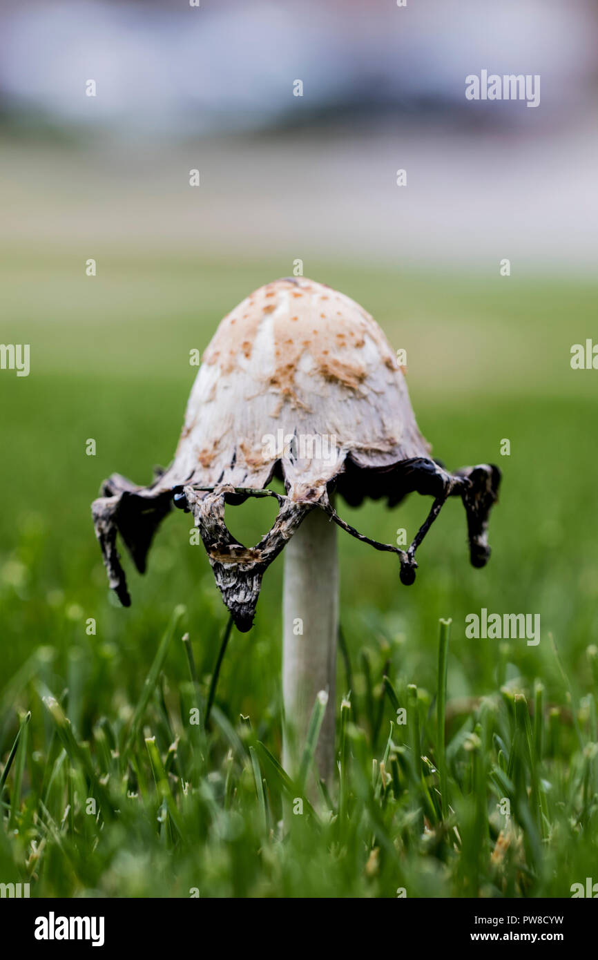 Saprobic mushrooms hi-res stock photography and images - Alamy