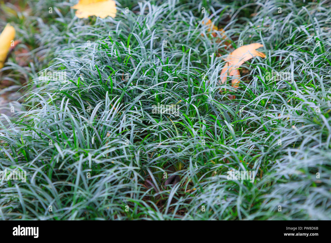 Fresh natural green grass texture nature background in the park. ground ...
