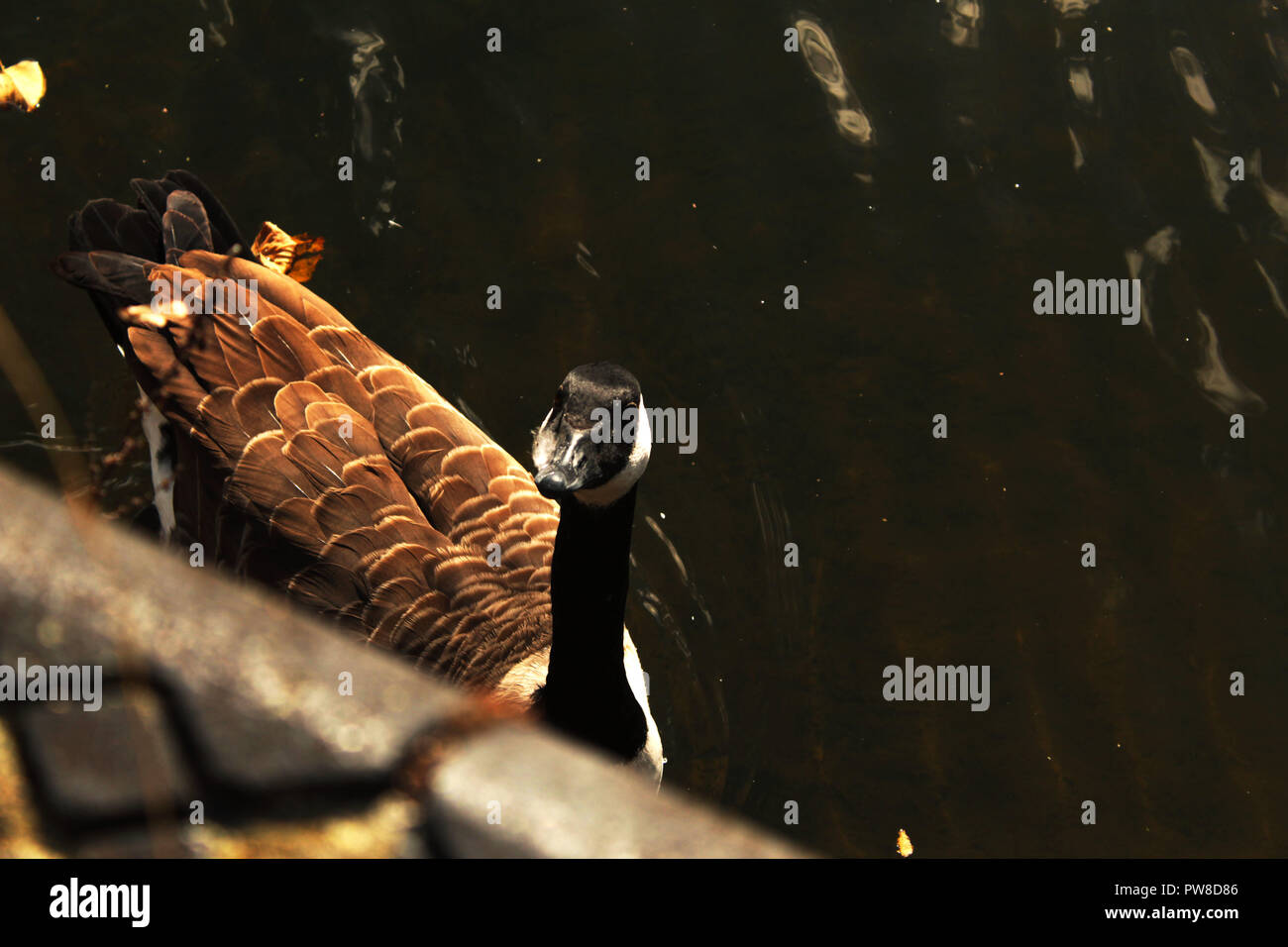 Curious geese hi-res stock photography and images - Alamy