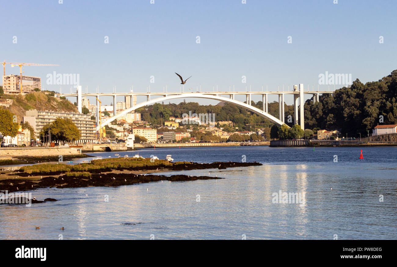 Panorama of the Arrabida Bridge in Porto with a seagull flying by Stock ...