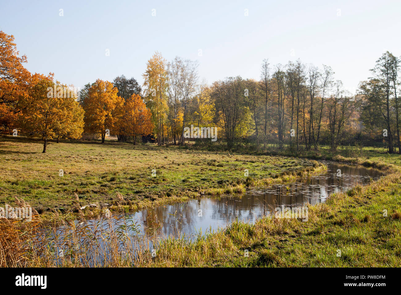 Autumn colors in the woods Stock Photo - Alamy