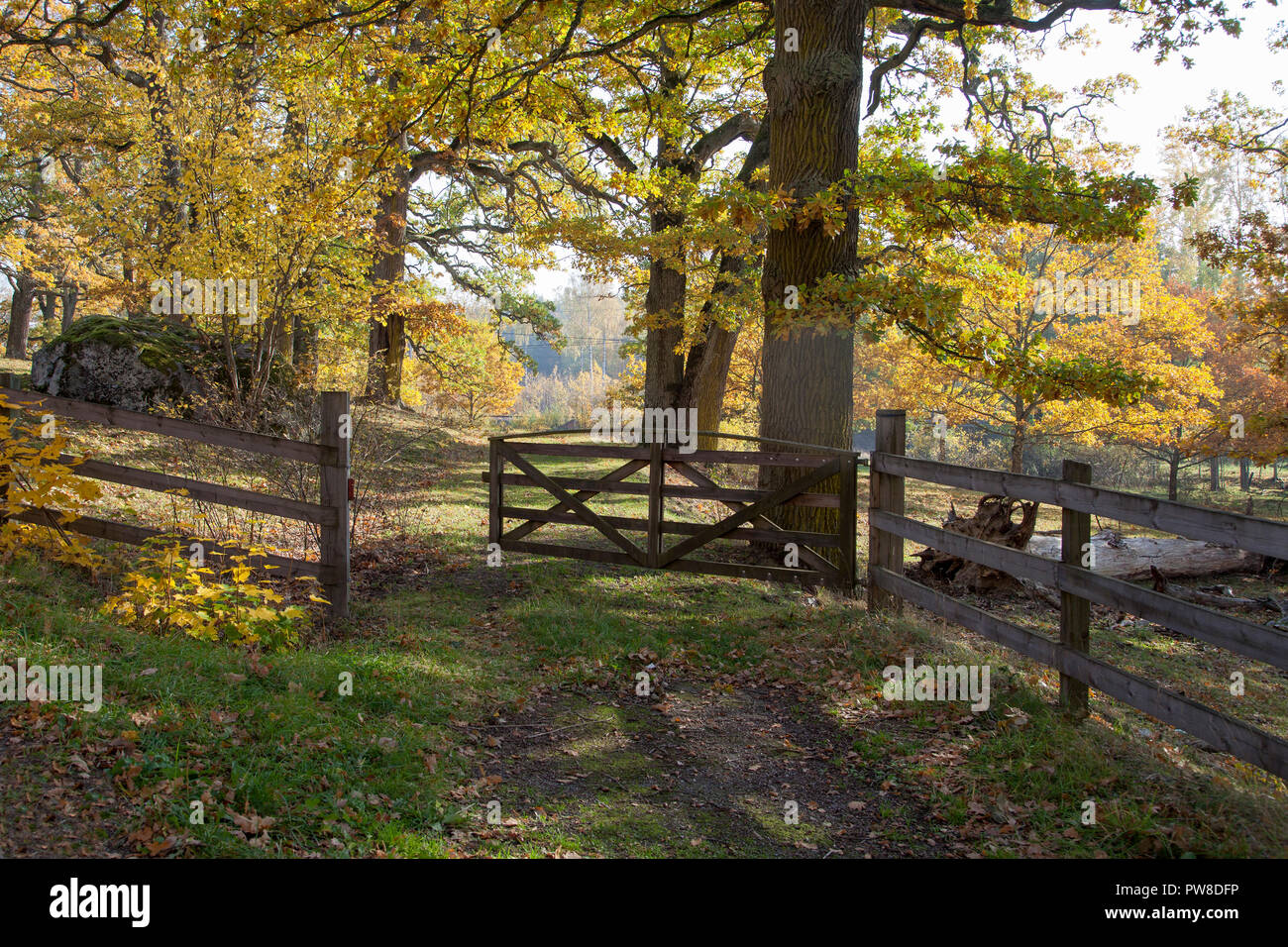 Autumn colors in the woods with a gate into forest Stock Photo - Alamy