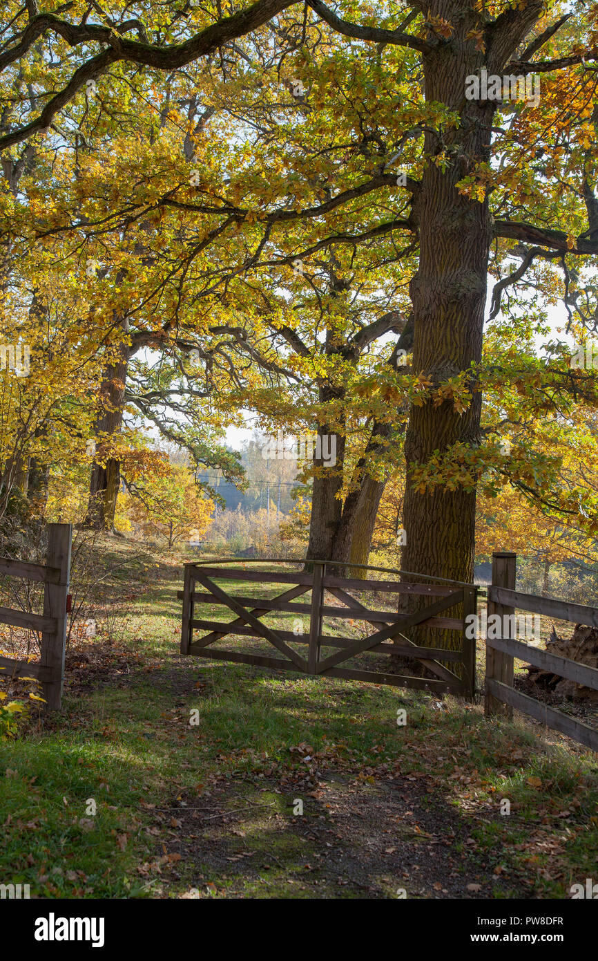 Autumn colors in the woods with a gate into forest Stock Photo - Alamy