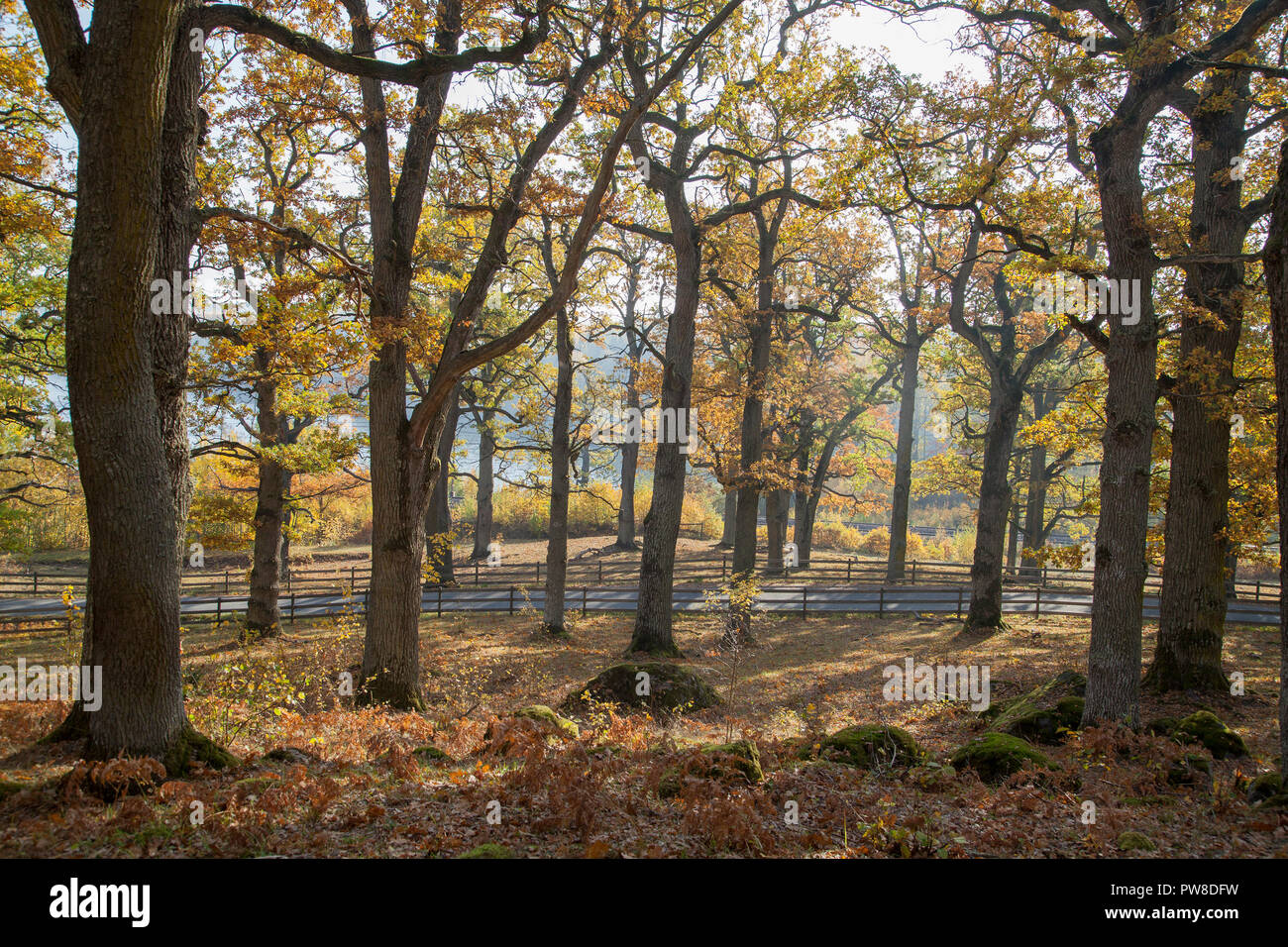 Autumn colors in the woods Stock Photo - Alamy