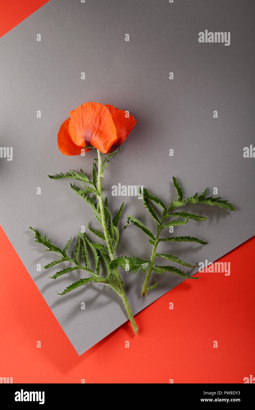 Poppy flowers top view Stock Photo - Alamy