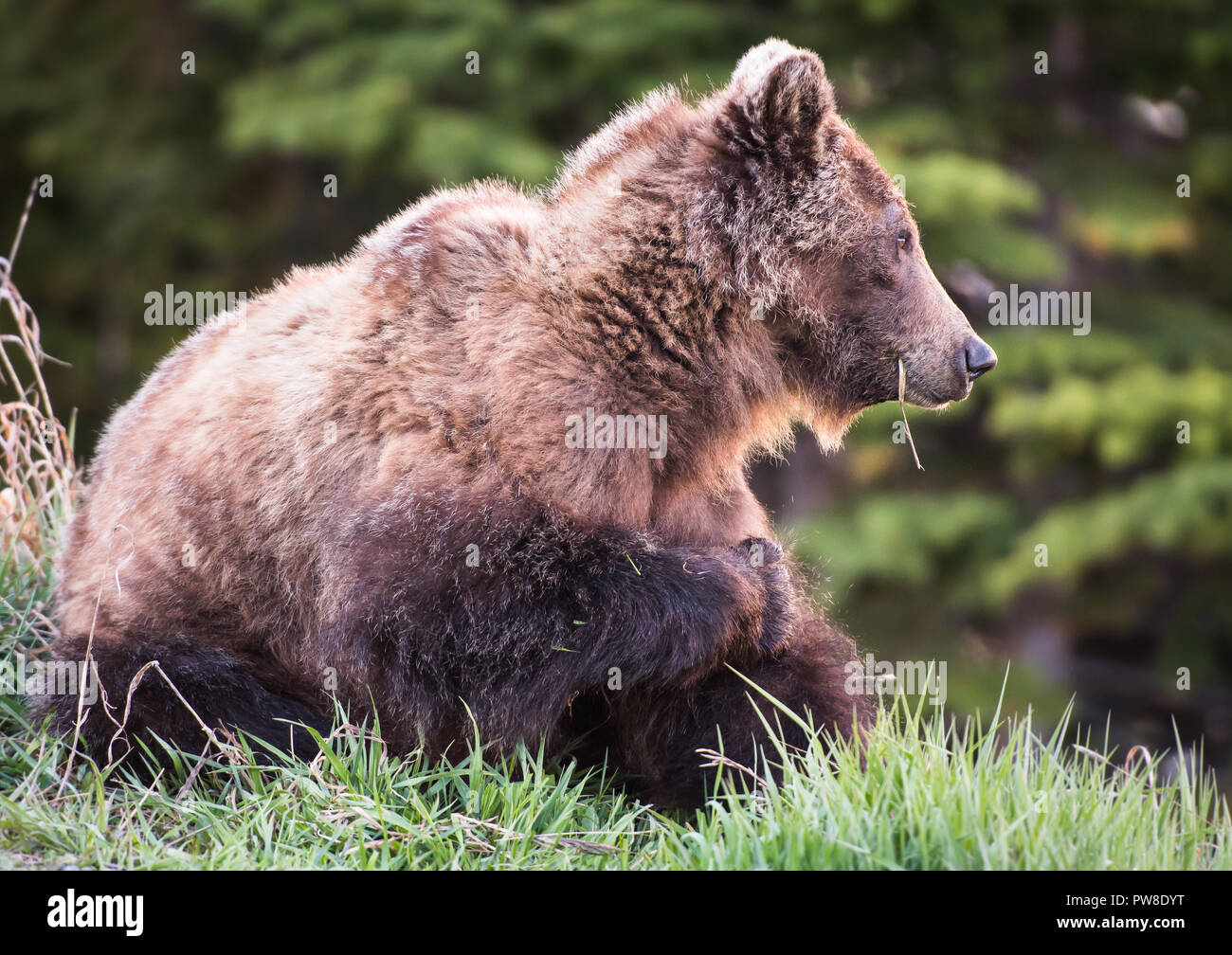 Grizzly bear in the wild Stock Photo - Alamy