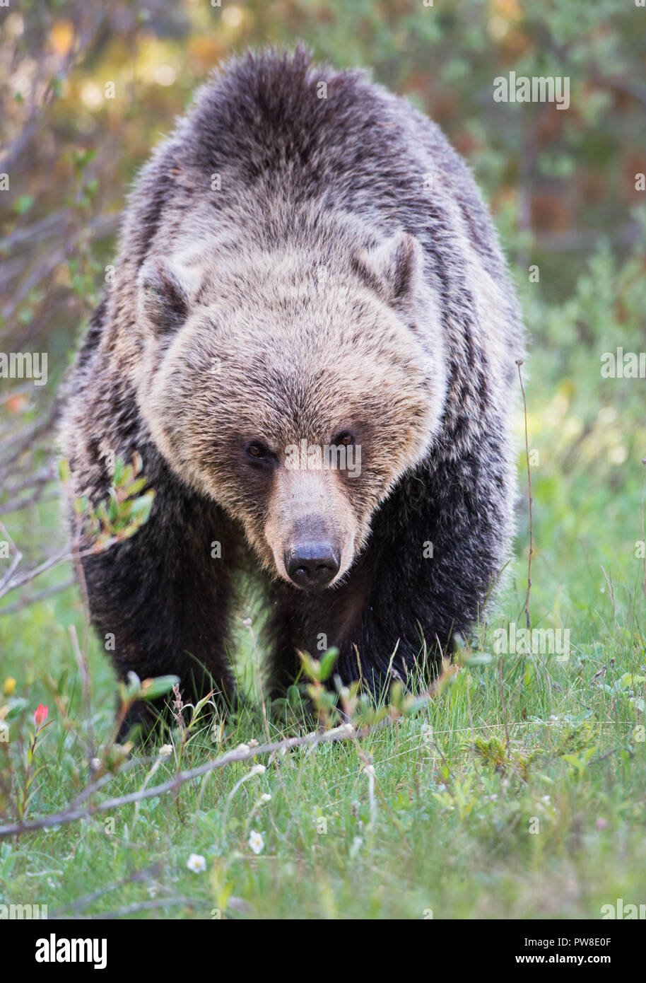 Grizzly bear in the wild Stock Photo - Alamy