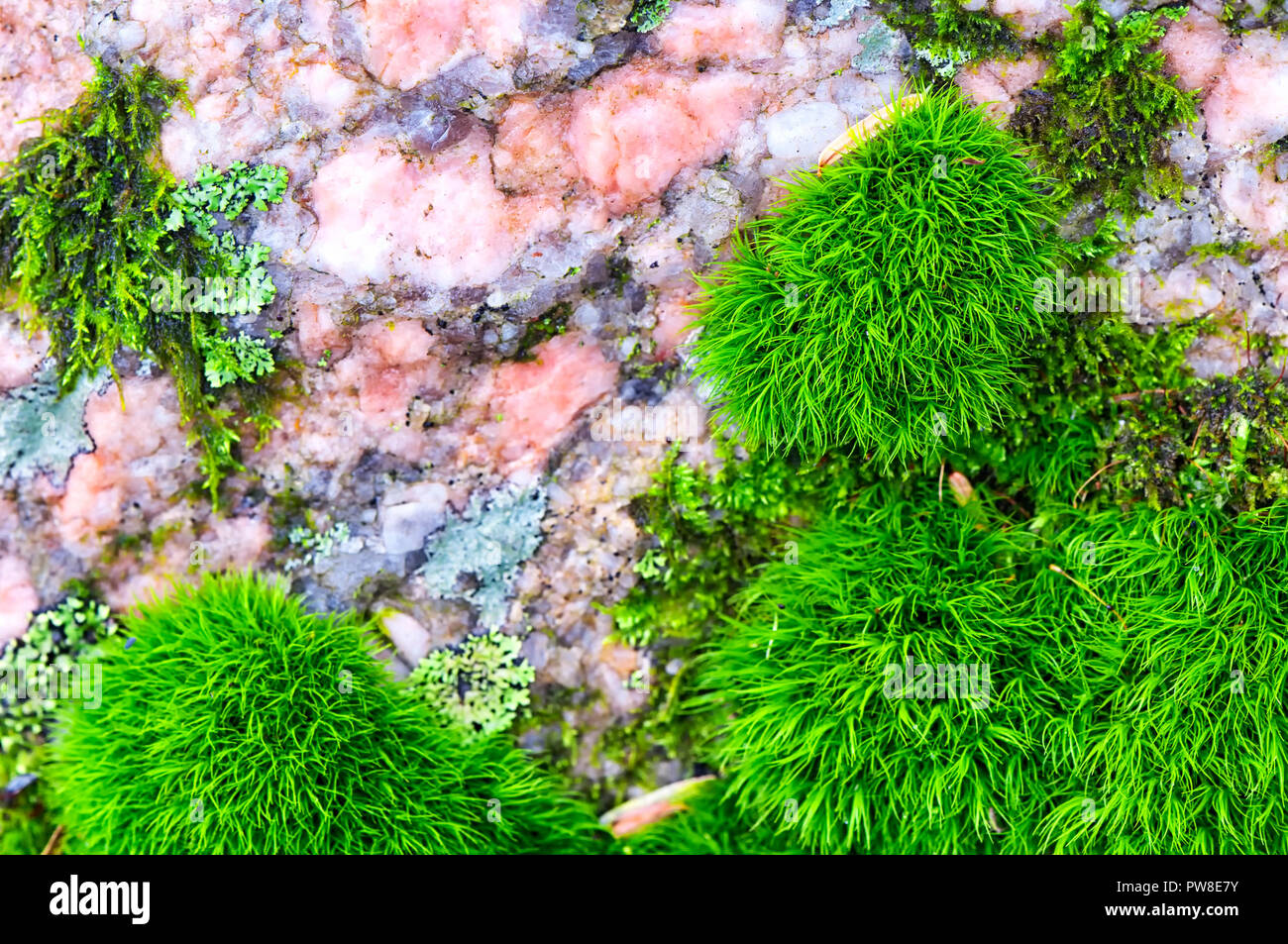 Lichen on pink granite hi-res stock photography and images - Alamy