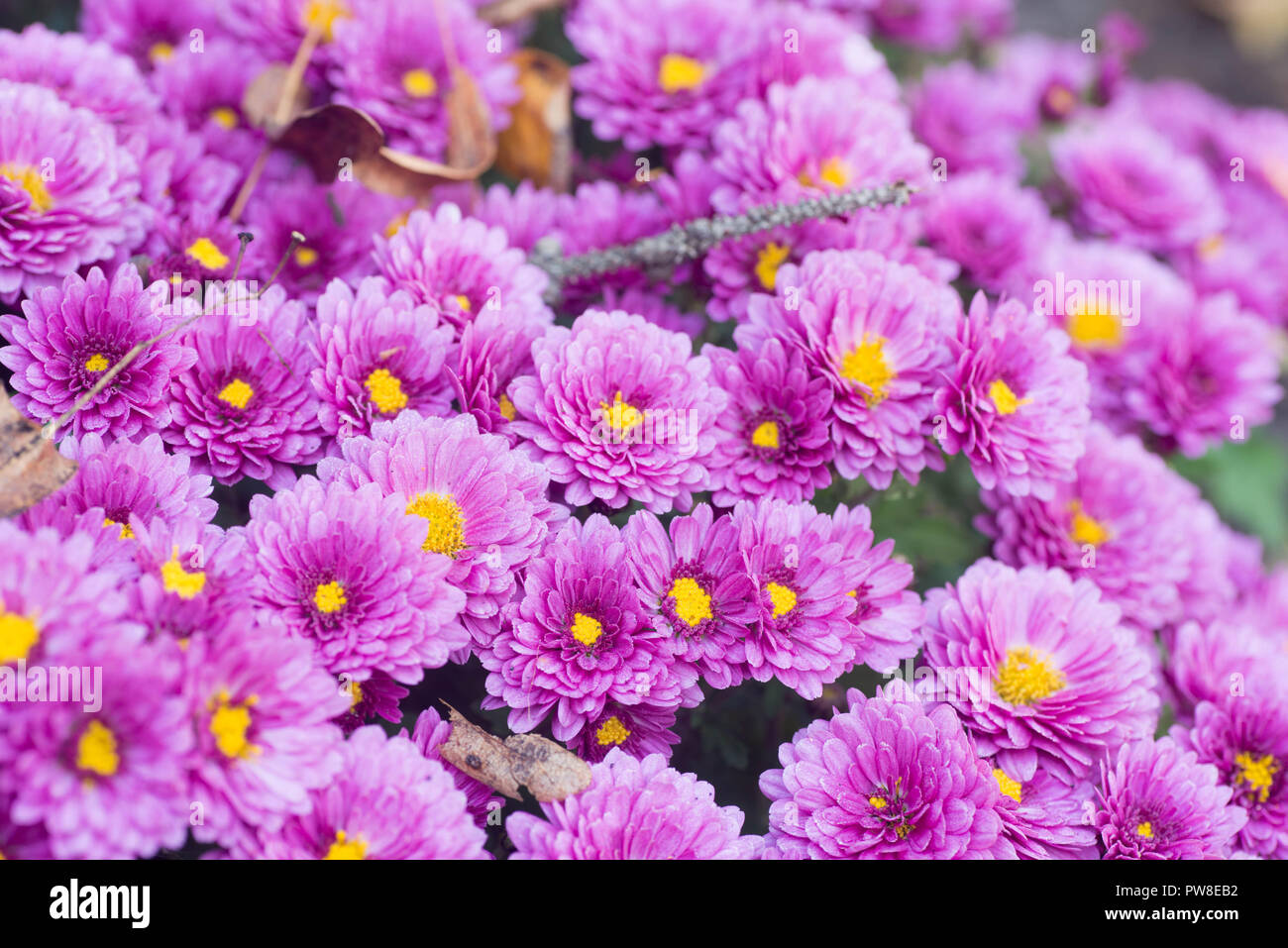 Aster plant violet bloom hi-res stock photography and images - Alamy