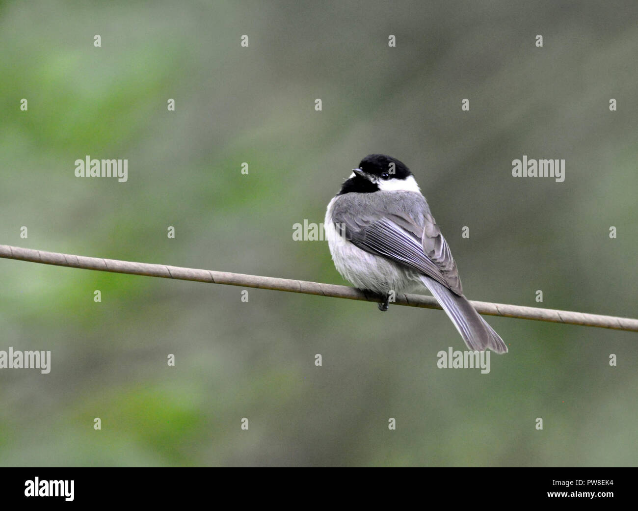 Black capped chickadee bird hi-res stock photography and images - Alamy