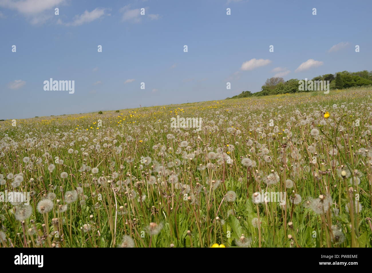 Dandelion field uk hi-res stock photography and images - Alamy