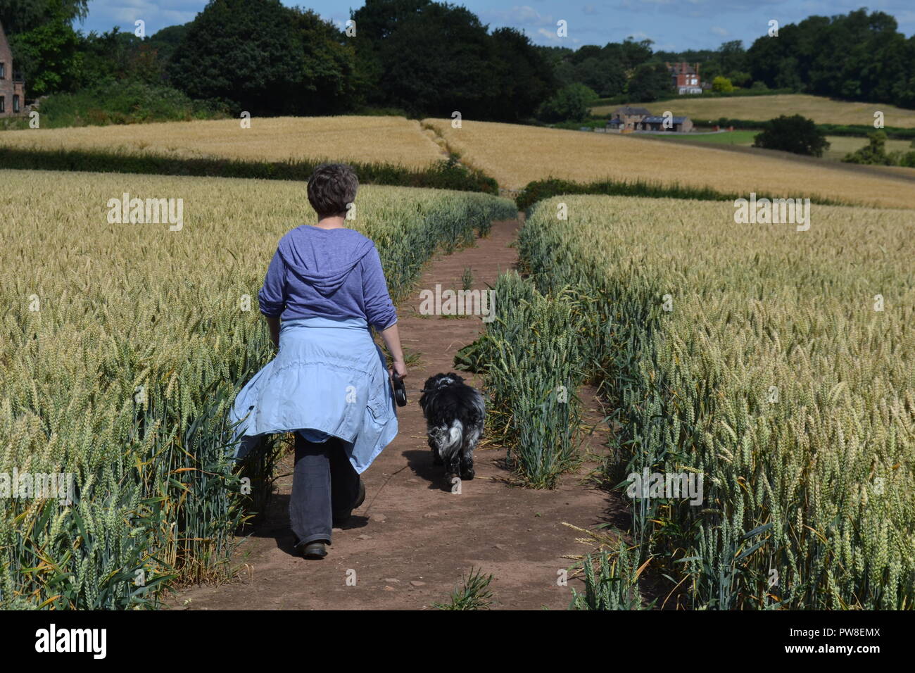 Walk through barley fields hi-res stock photography and images - Alamy
