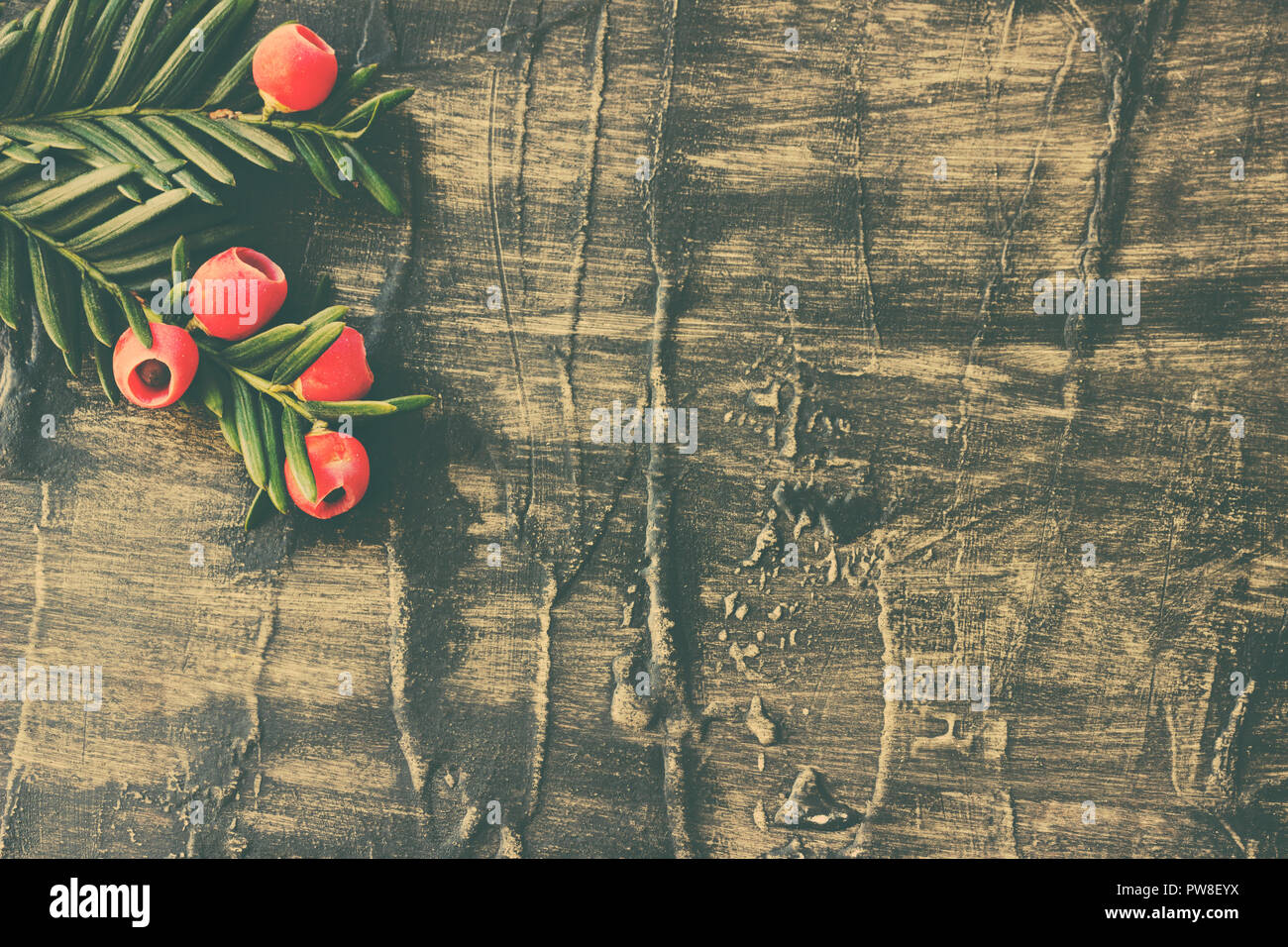 Holiday evergreen branches and berries on a rustic wooden background ...