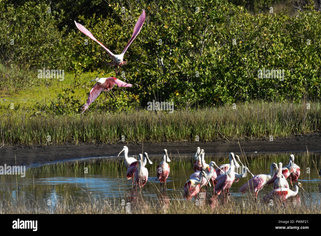 Flying spoonbills hi-res stock photography and images - Alamy