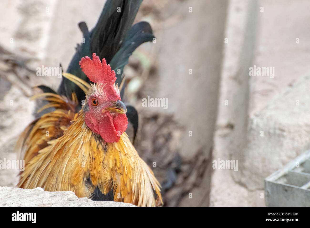 Single rooster hi-res stock photography and images - Alamy