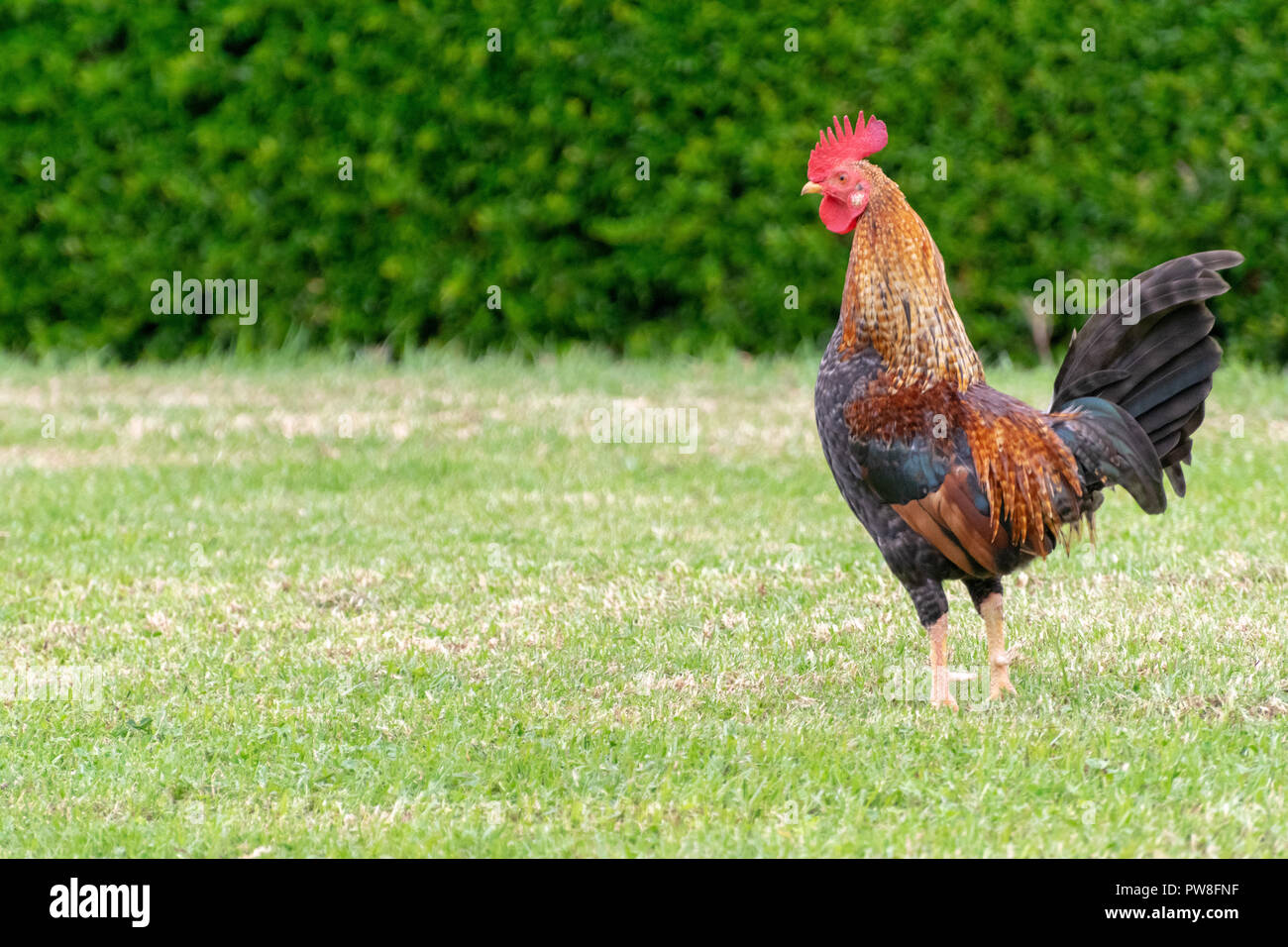 Single rooster hi-res stock photography and images - Alamy