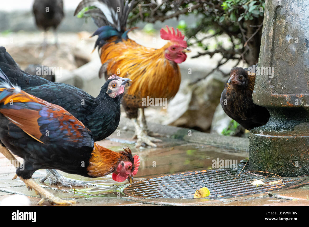 Cockerel and hens Stock Photo - Alamy