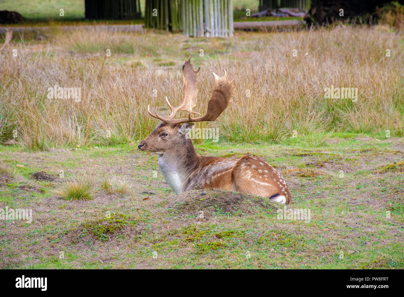 A male stag fallow deer laying on the gorund Stock Photo - Alamy