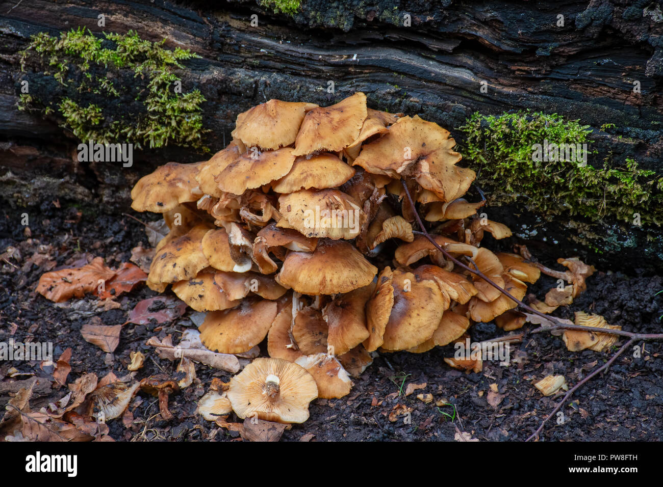 Mushrooms on forest dead trees hi-res stock photography and images - Alamy