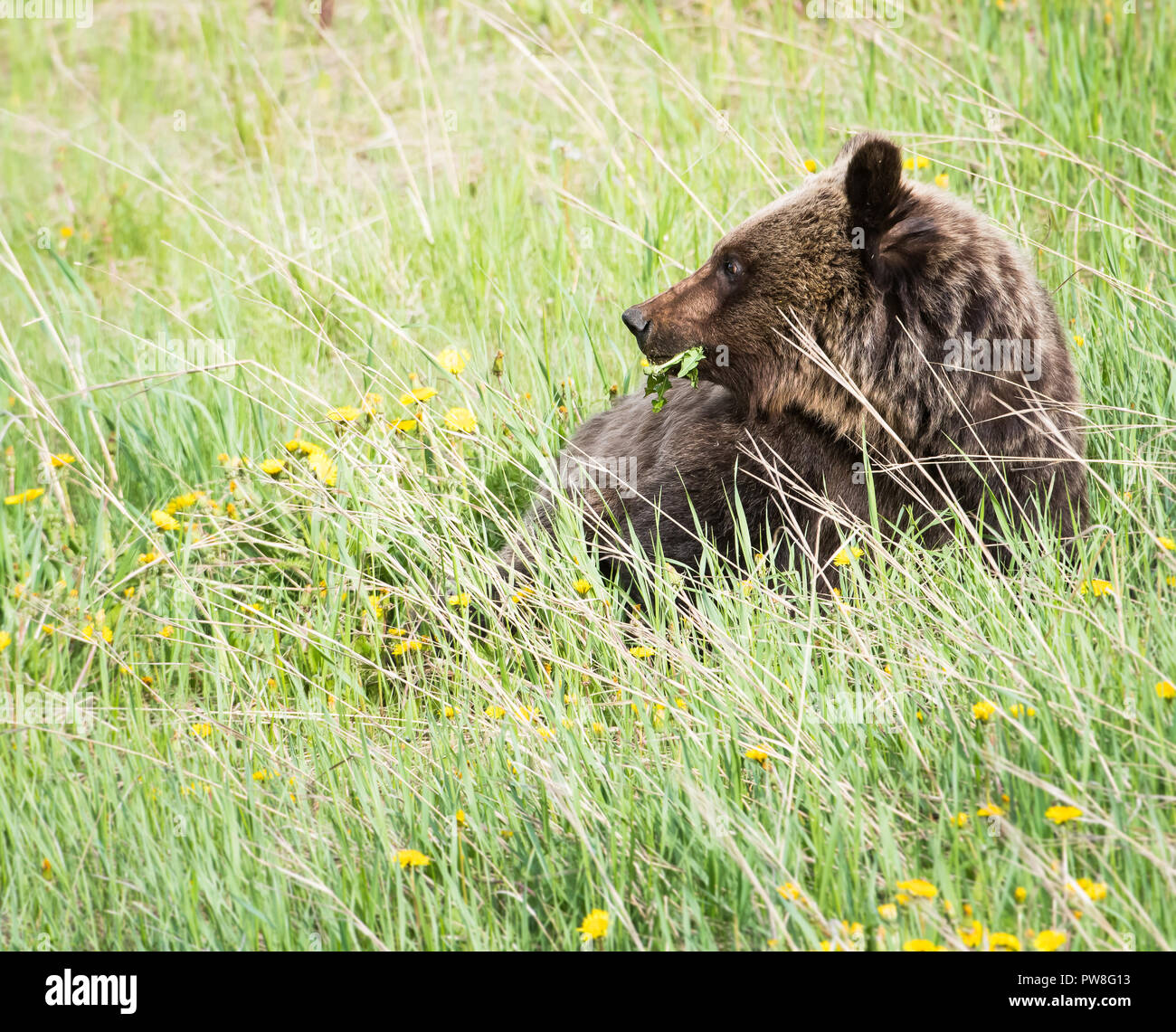 Grizzly bear in the wild Stock Photo - Alamy