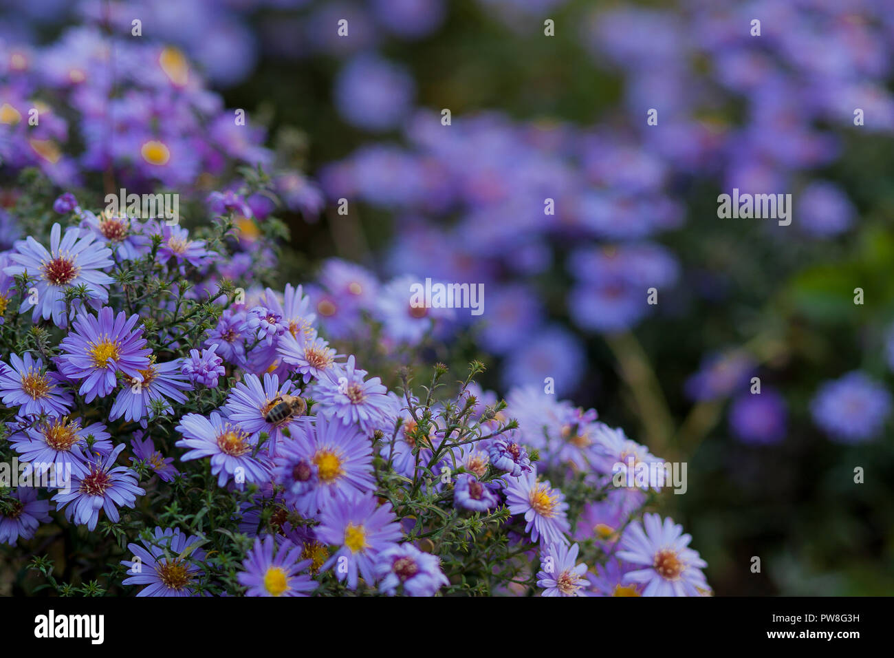 Small purple daisies - Erigeron. Garden flowers natural summer ...