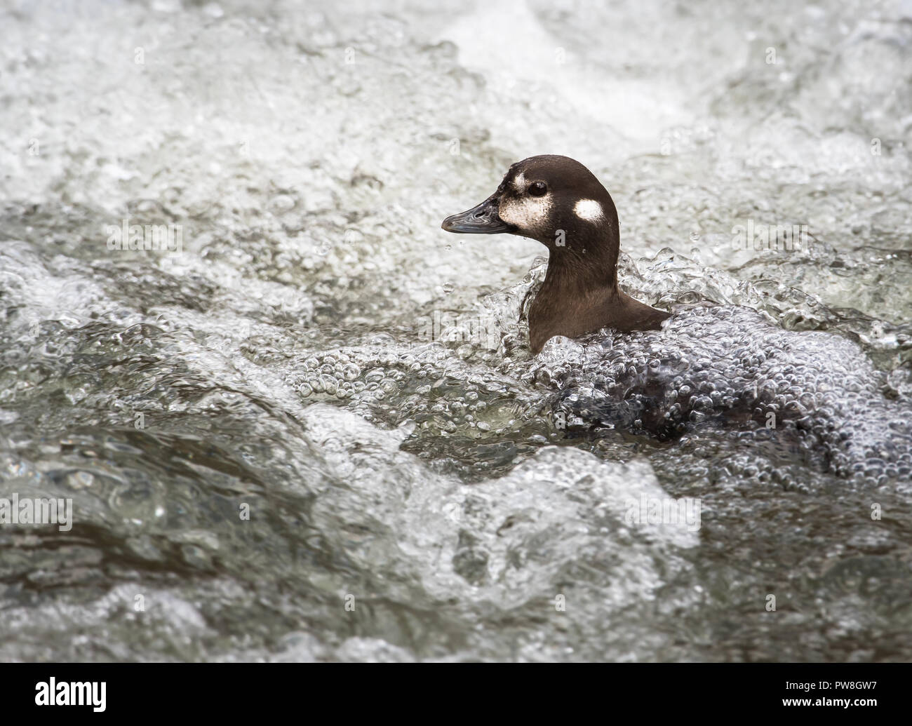Female Harlequin Duck Stock Photo - Alamy