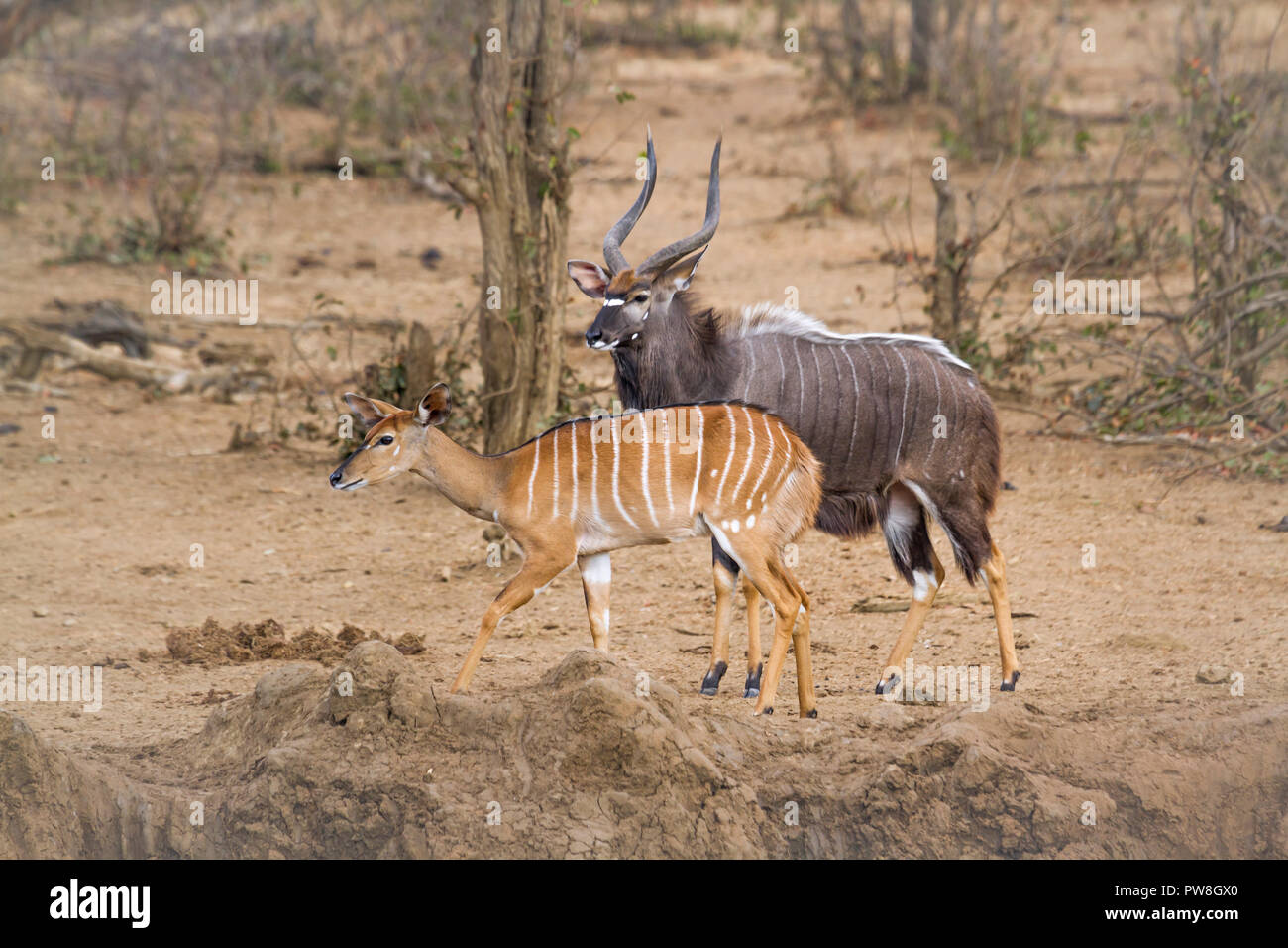 Nyala male female south africa hi-res stock photography and images - Alamy